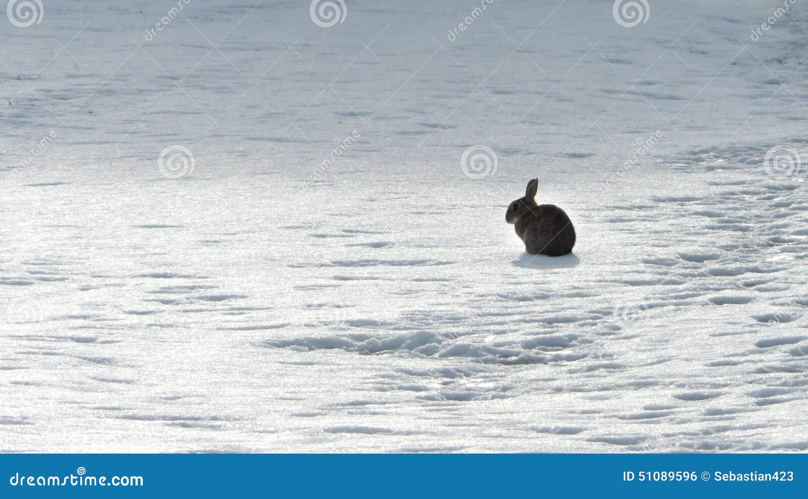 Rabbit during the winter stock photo. Image of rabbit - 51089596