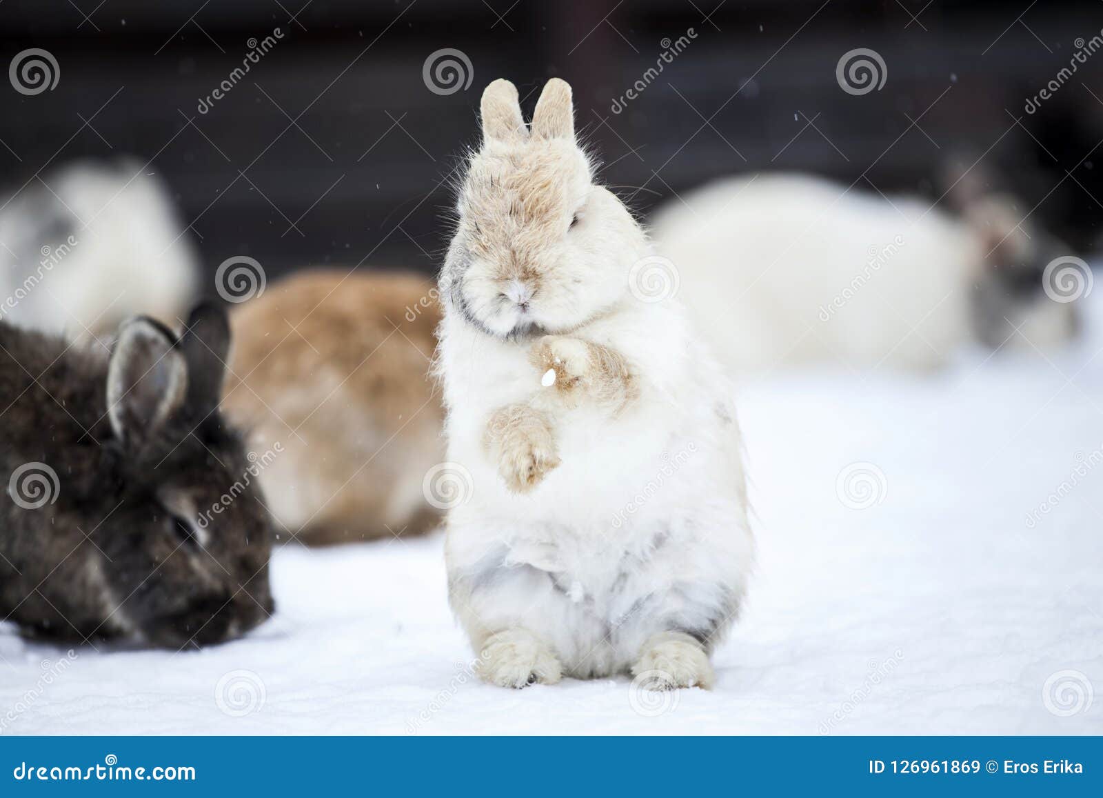 Rabbit in wintertime stock image. Image of snowflake - 126961869