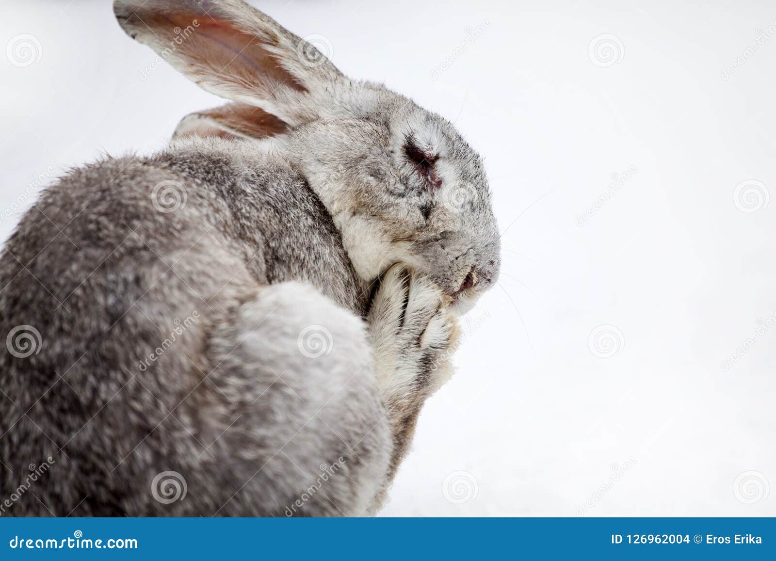 Rabbit in wintertime stock photo. Image of hare, animal - 126962004