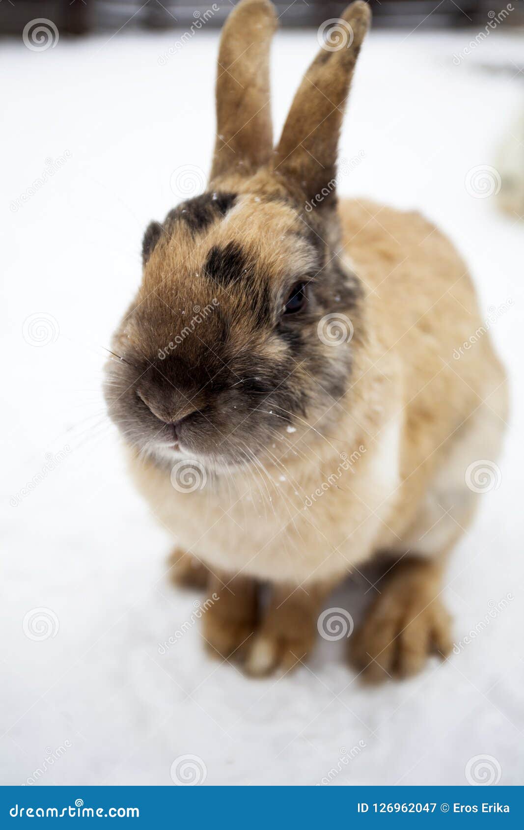 Rabbit in wintertime stock image. Image of season, wild - 126962047