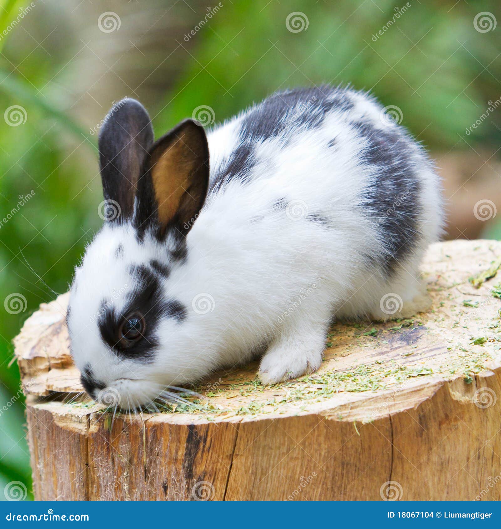 22,403 Wood Rabbit Stock Photos - Free & Royalty-Free Stock Photos from ...