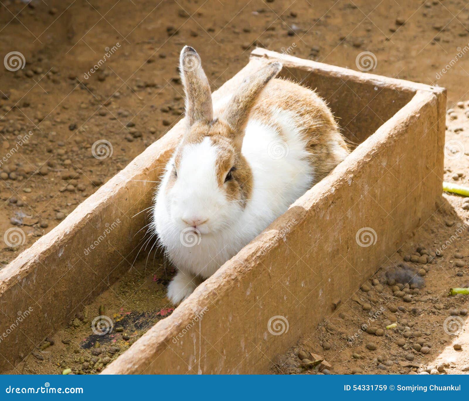 Rabbit in Wooden Box for Feed Stock Image - Image of bunny, rabbit ...