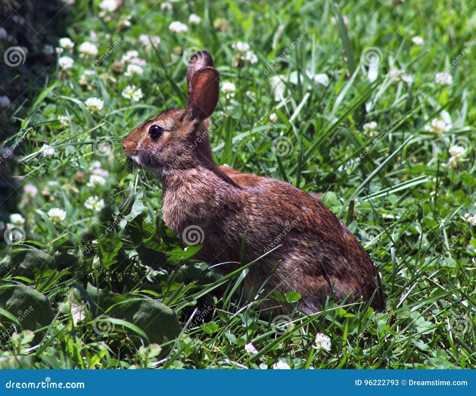 Rabbit in the Yard stock image. Image of prey, wildlife - 96222793
