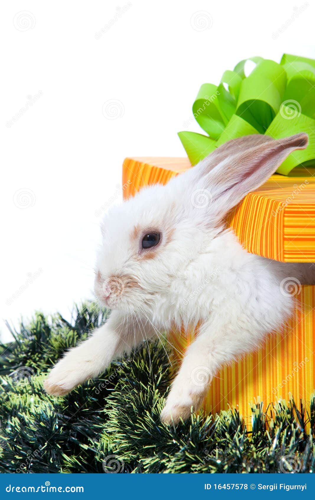 The rabbit in the yellow stock photo. Image of giving - 16457578