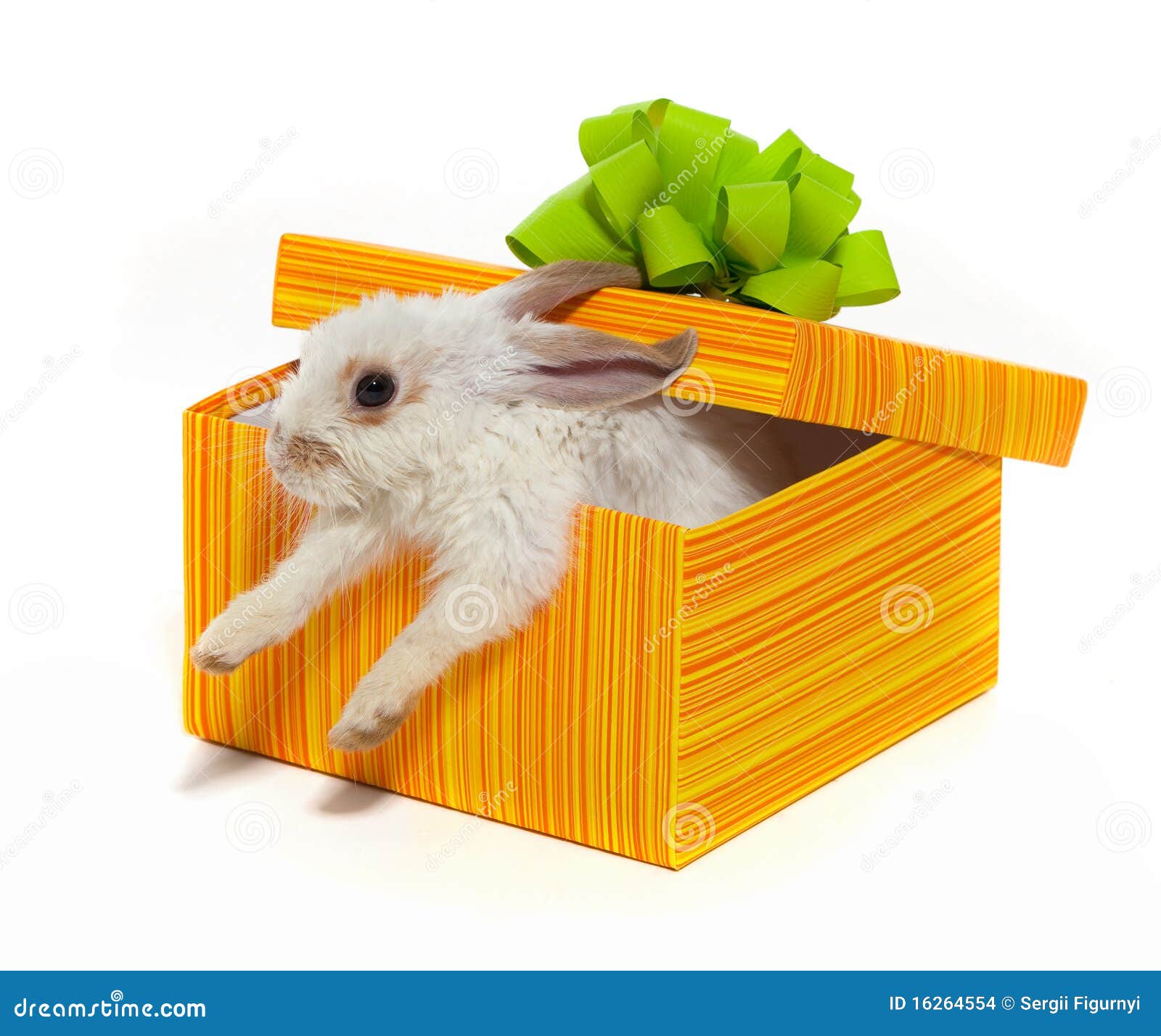 The Rabbit in the Yellow Box Stock Photo - Image of farm, isolated ...