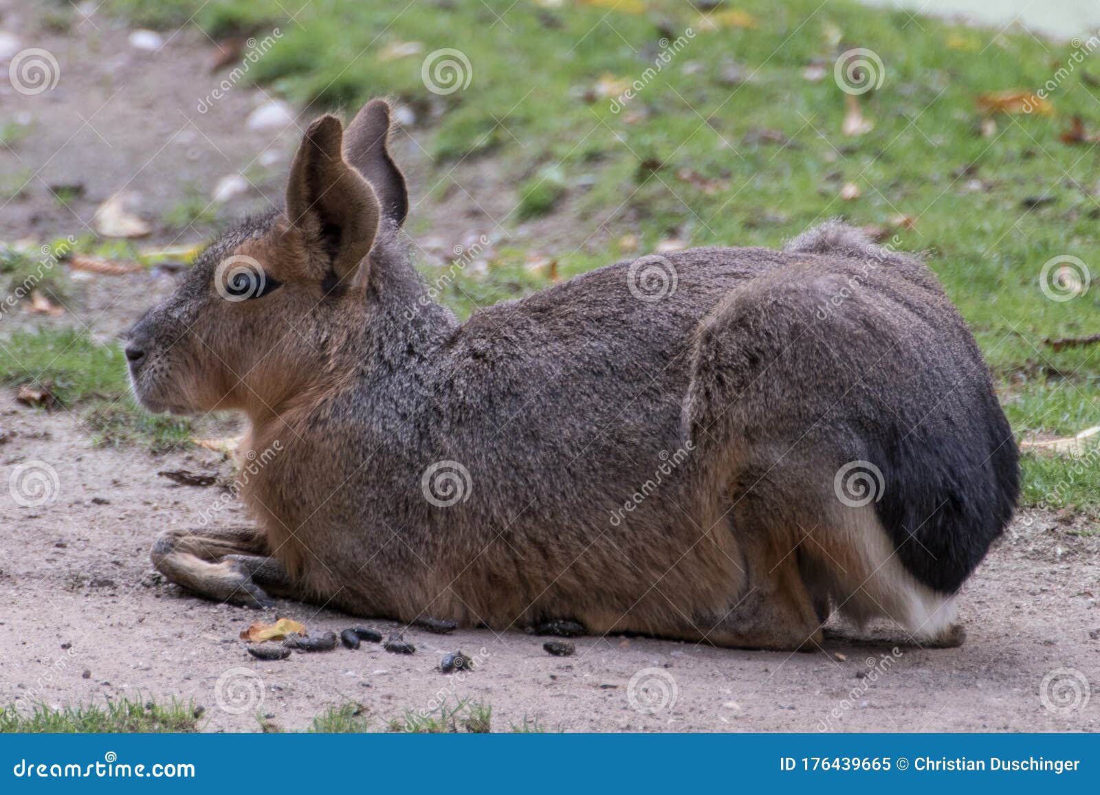 A rabbit in the zoo stock image. Image of rabbit, bunny - 176439665