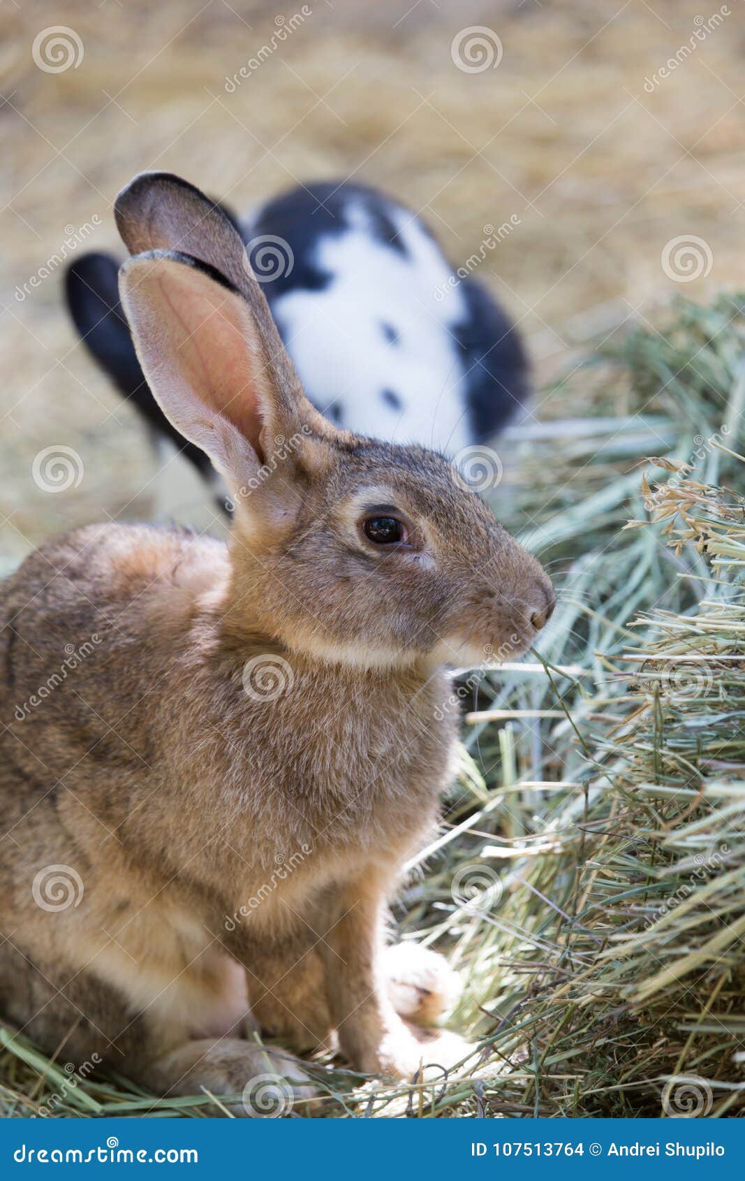 Rabbit in the zoo stock photo. Image of carved, fluffy - 107513764