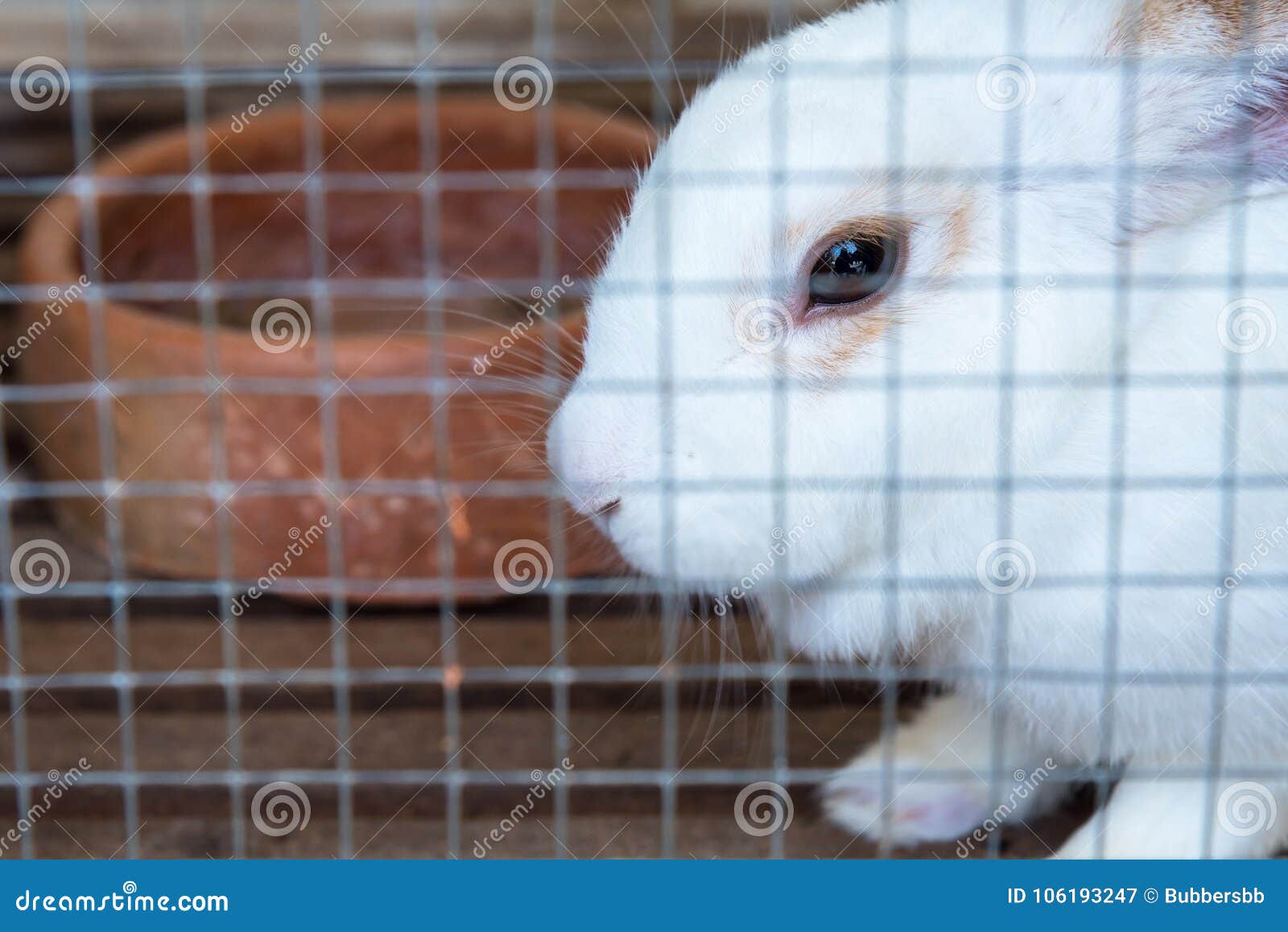 Rabbit in the Zoo.Thailand. Stock Image - Image of nature, spring ...