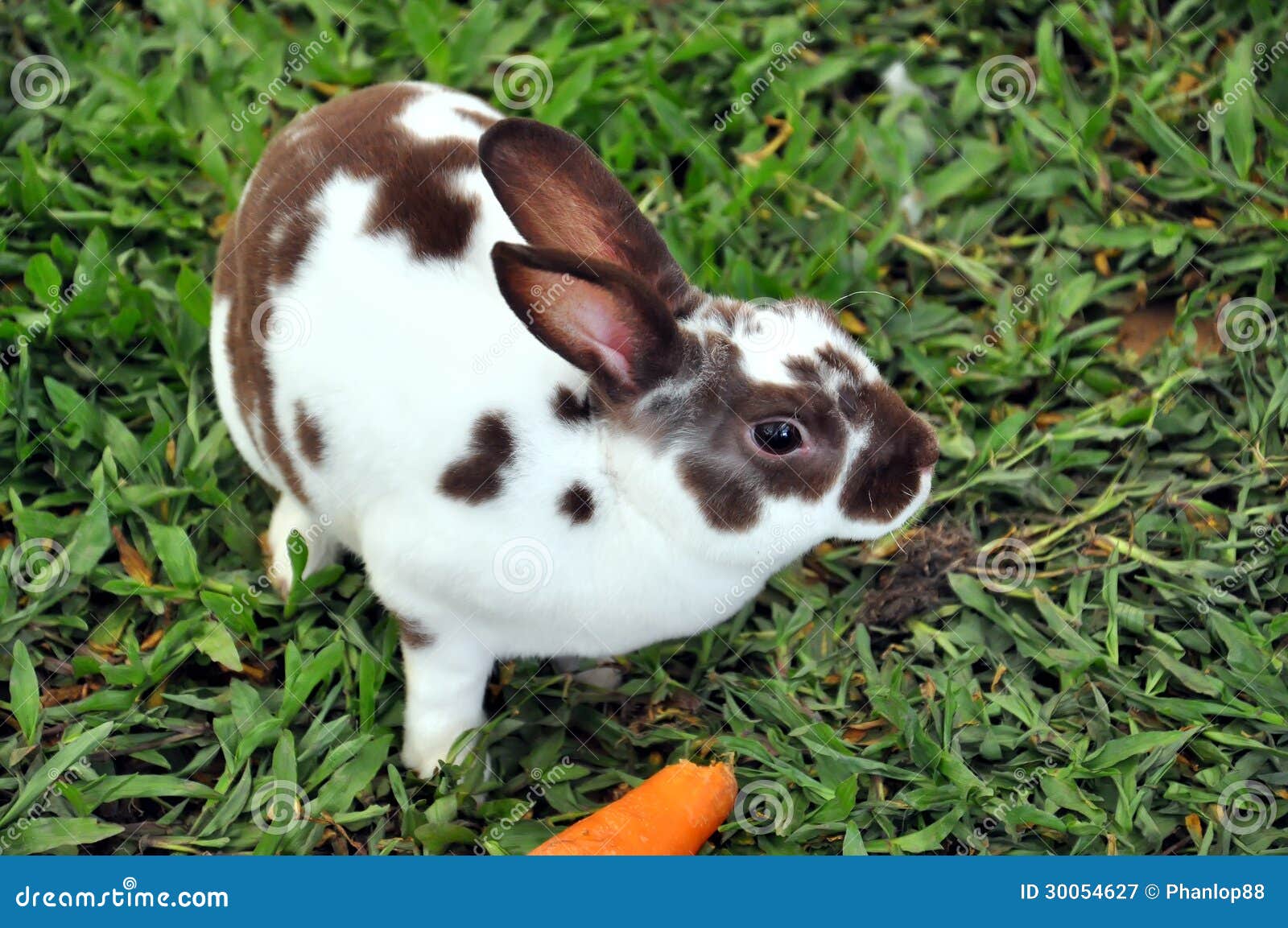 Rabbit stock image. Image of little, farm, beauty, countryside - 30054627