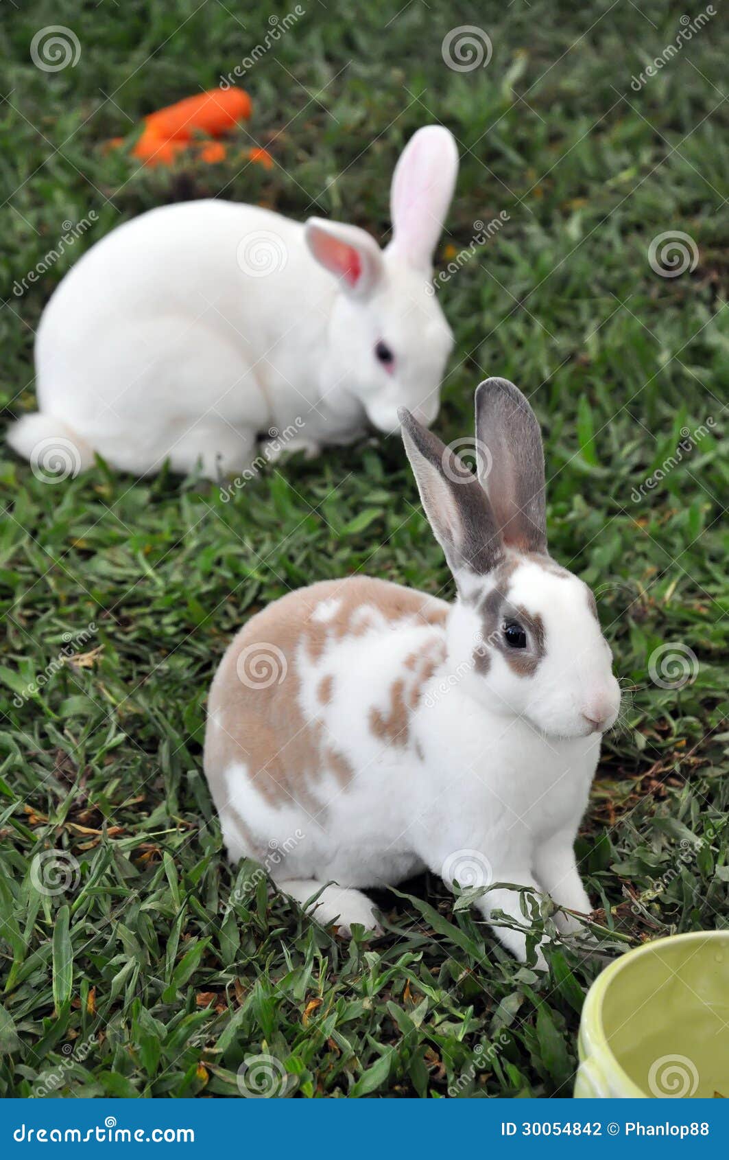 Rabbit stock photo. Image of nature, domestic, fauna - 30054842