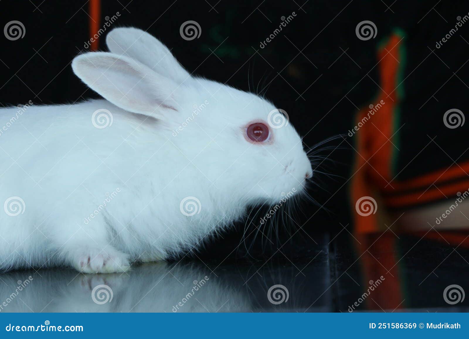 Rabbit in the Zoo, White Rabbit in the Zoo on Table Stock Image - Image ...