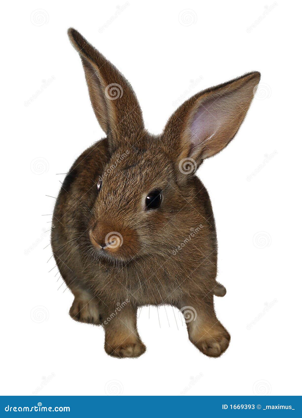 Rabbit1 stock image. Image of small, shot, tame, life - 1669393