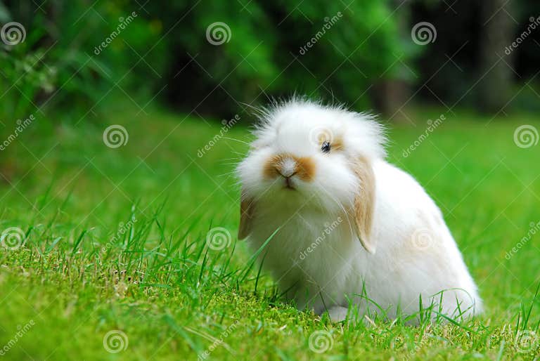 Rabbit8 stock image. Image of curious, white, cute, leaves - 9983595