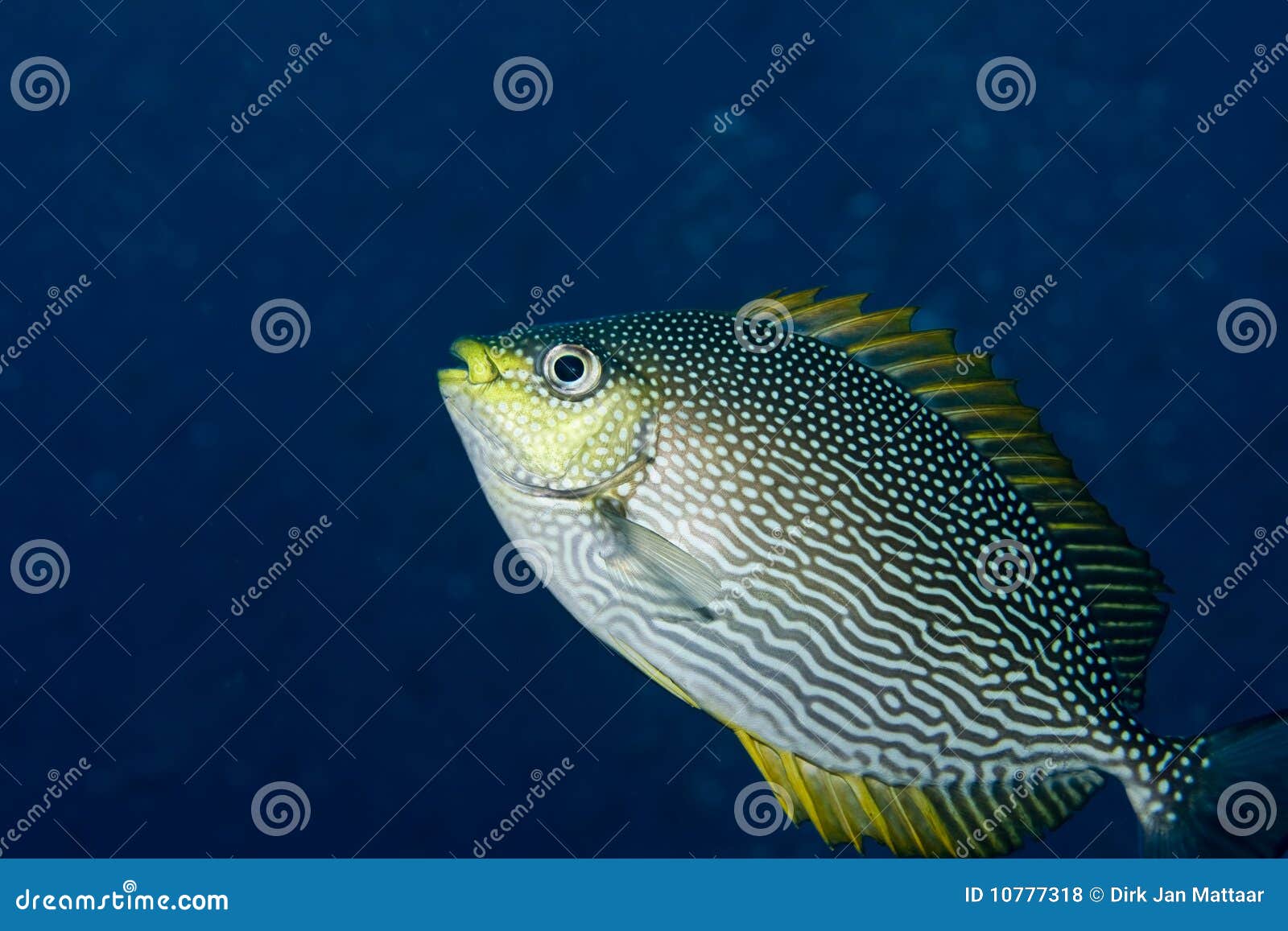 Rabbitfish stock photo. Image of colorful, underwater - 10777318