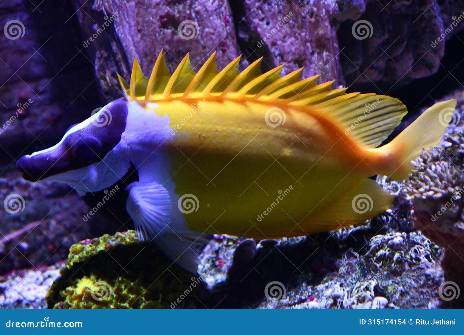 A Rabbitfish in an Aquarium Stock Photo - Image of coralfish, animal ...