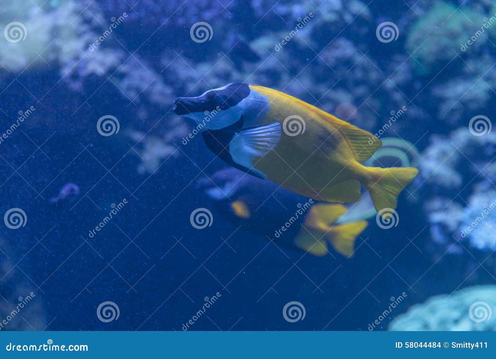 Rabbitfish De Foxface, Vulpinus De Siganus Foto de Stock - Imagem de ...