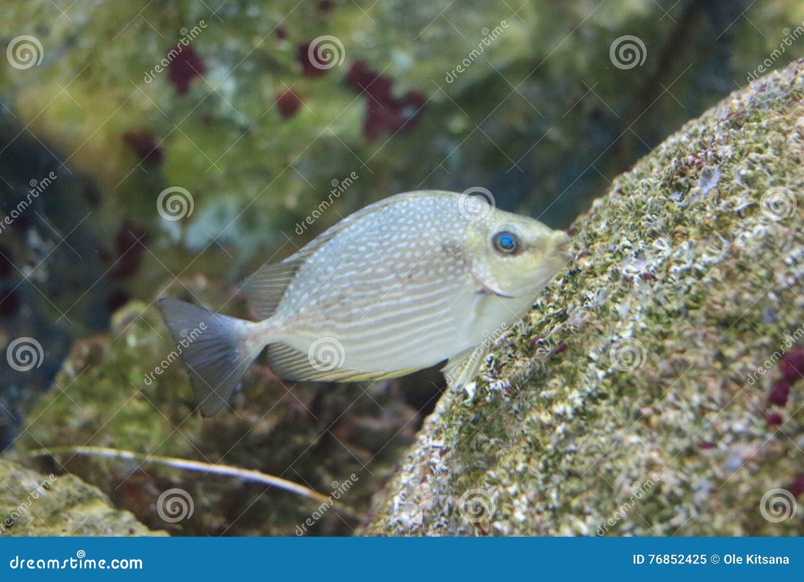 Rabbitfish De Java Ou Spinefish De Bluespotted Ou Spinefoot Listado ...