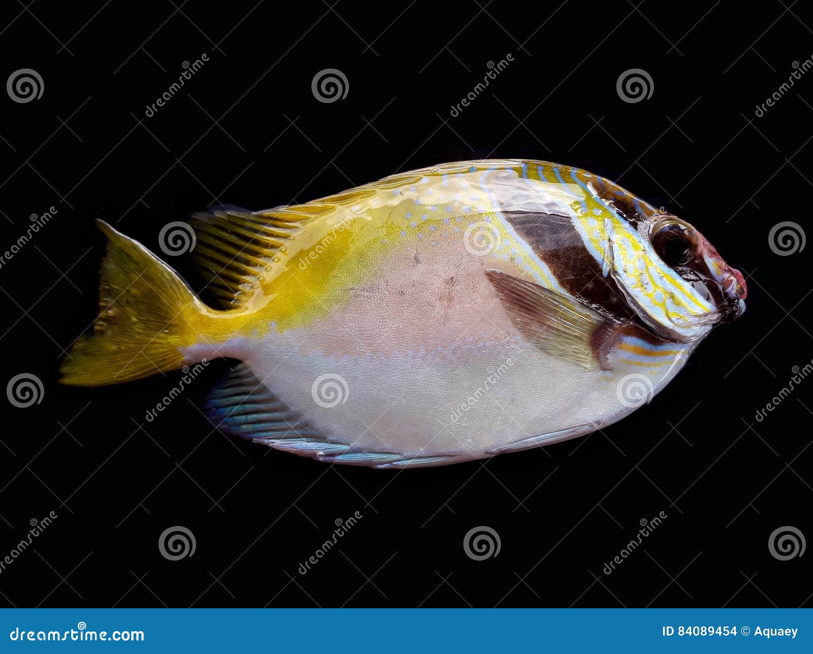 Rabbitfish isolated stock photo. Image of farming, colored - 84089454