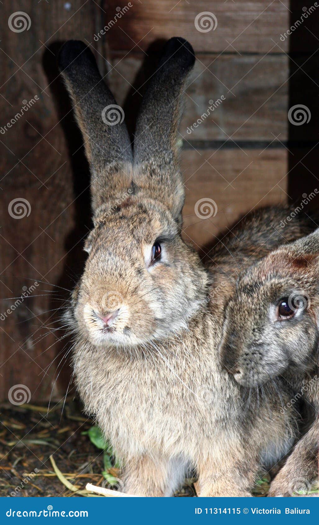 Rabbits stock image. Image of rodents, cage, snout, cute - 11314115