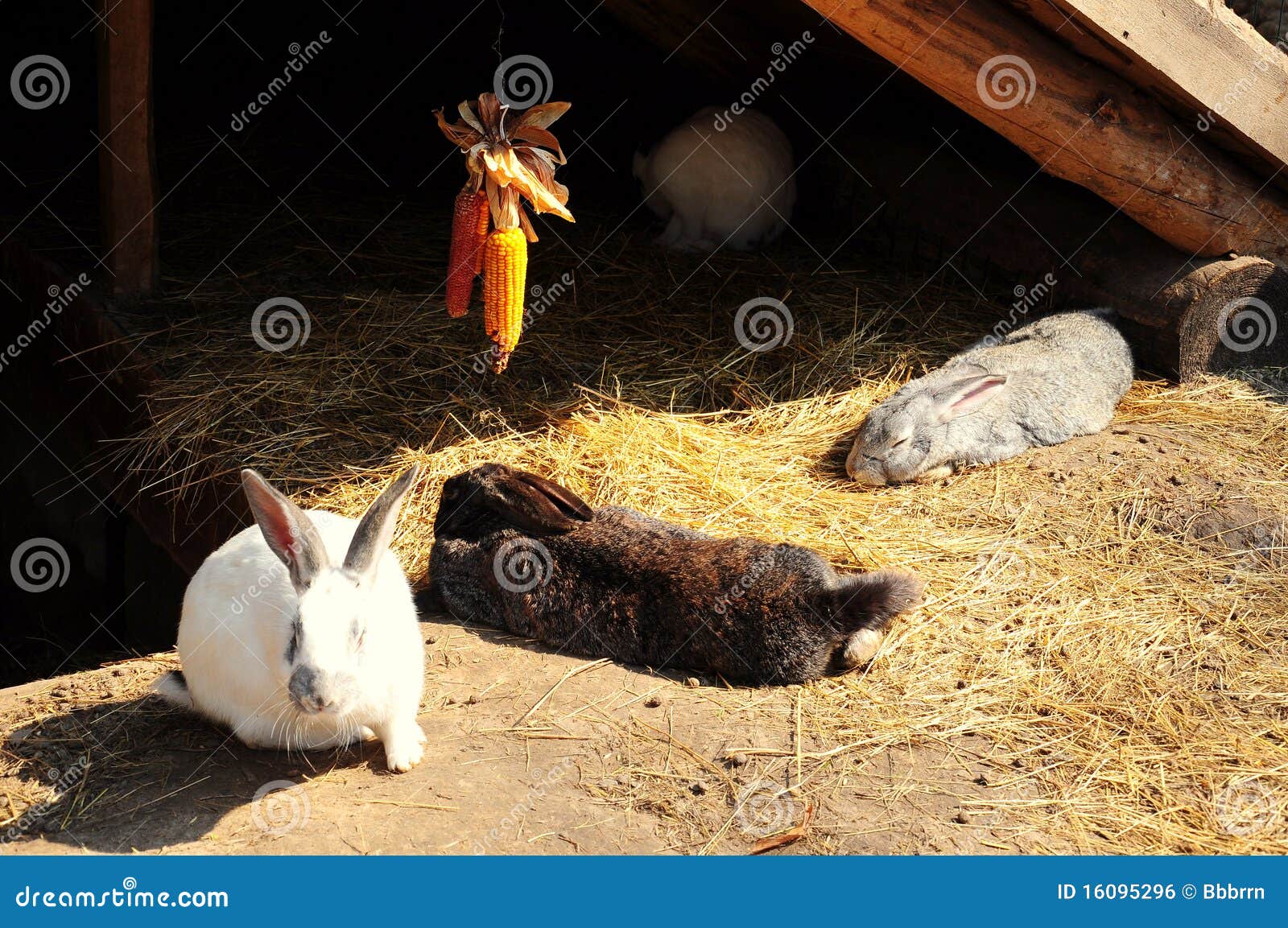 Hop Rabbits Stock Photos - Free & Royalty-Free Stock Photos from Dreamstime