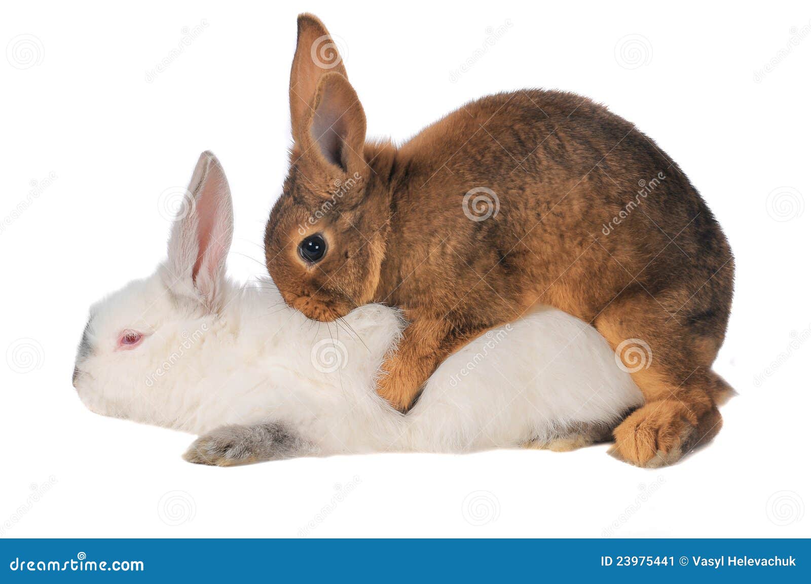 Rabbits stock image. Image of nosy, brown, furry, reproduction - 23975441