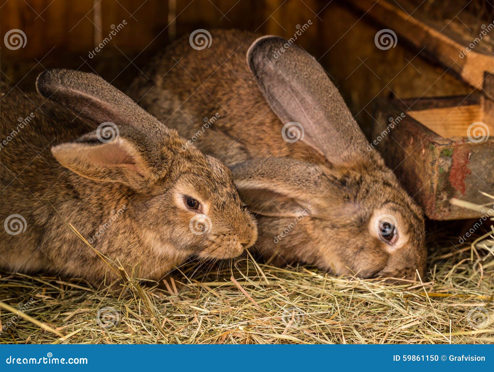 Rabbits stock photo. Image of husbandry, farm, natural - 59861150