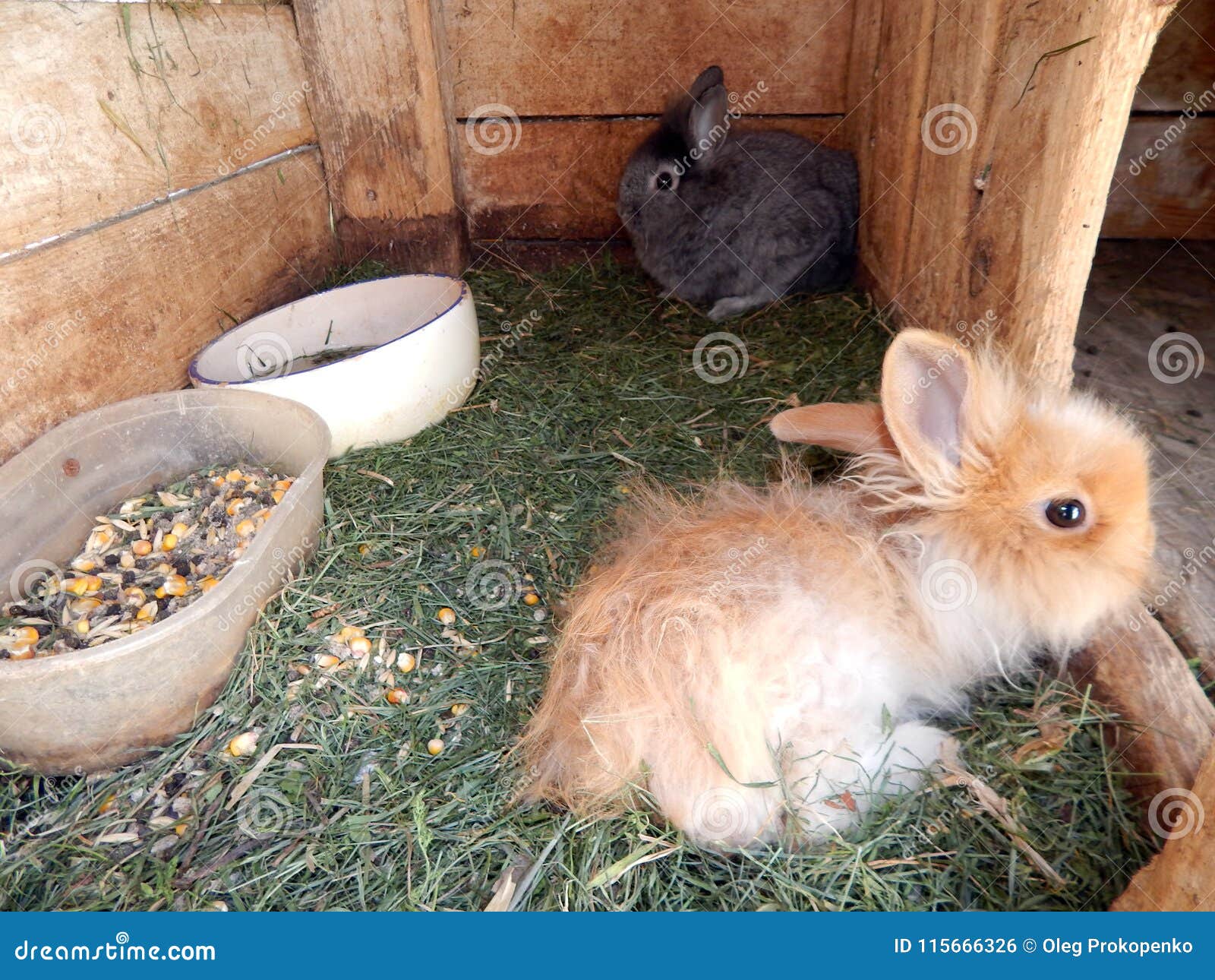 Rabbits in the aviary stock photo. Image of animal, furry - 115666326