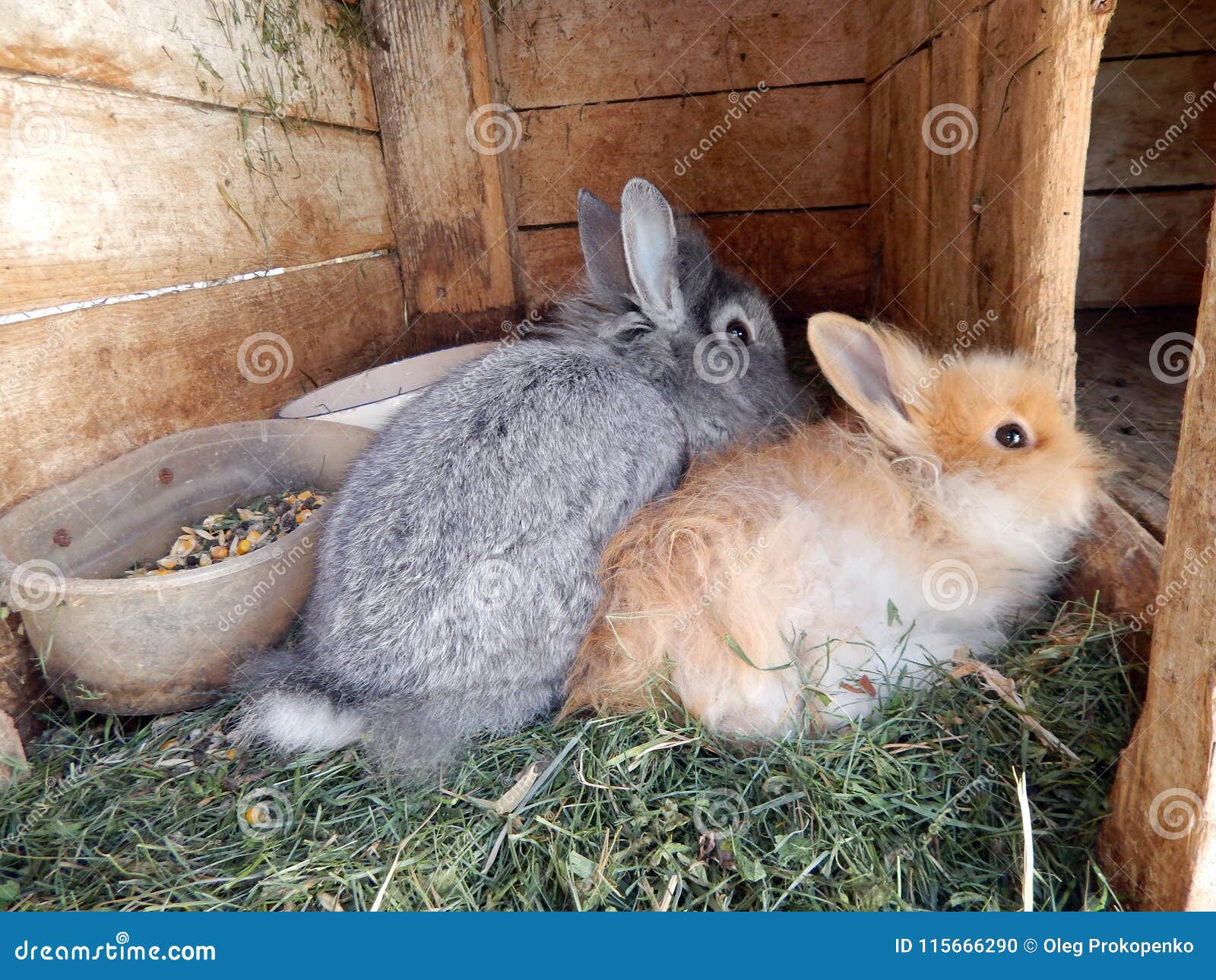 Rabbits in the aviary stock photo. Image of beautiful - 115666290