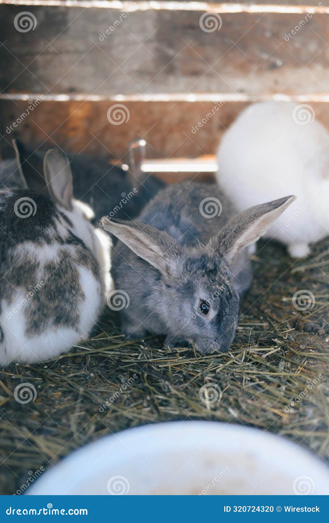Cute rabbits in a barn stock photo. Image of hares, agriculture - 320724320