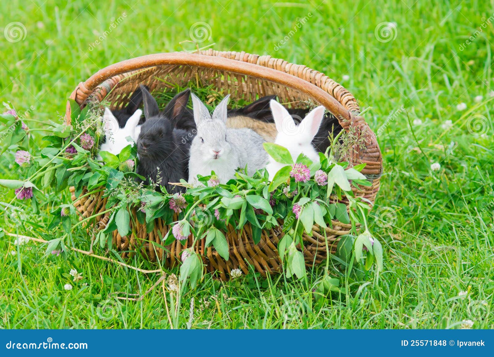 Rabbits in a basket stock photo. Image of animal, fauna - 25571848