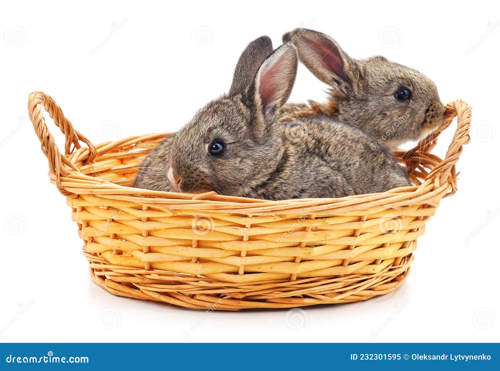 Rabbits in a basket stock image. Image of rabbit, celebrations - 232301595