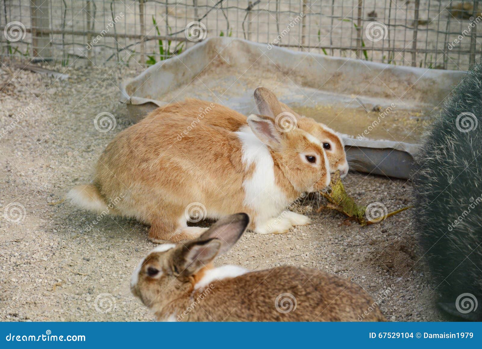 Rabbits beyond the fence stock photo. Image of agriculture - 67529104