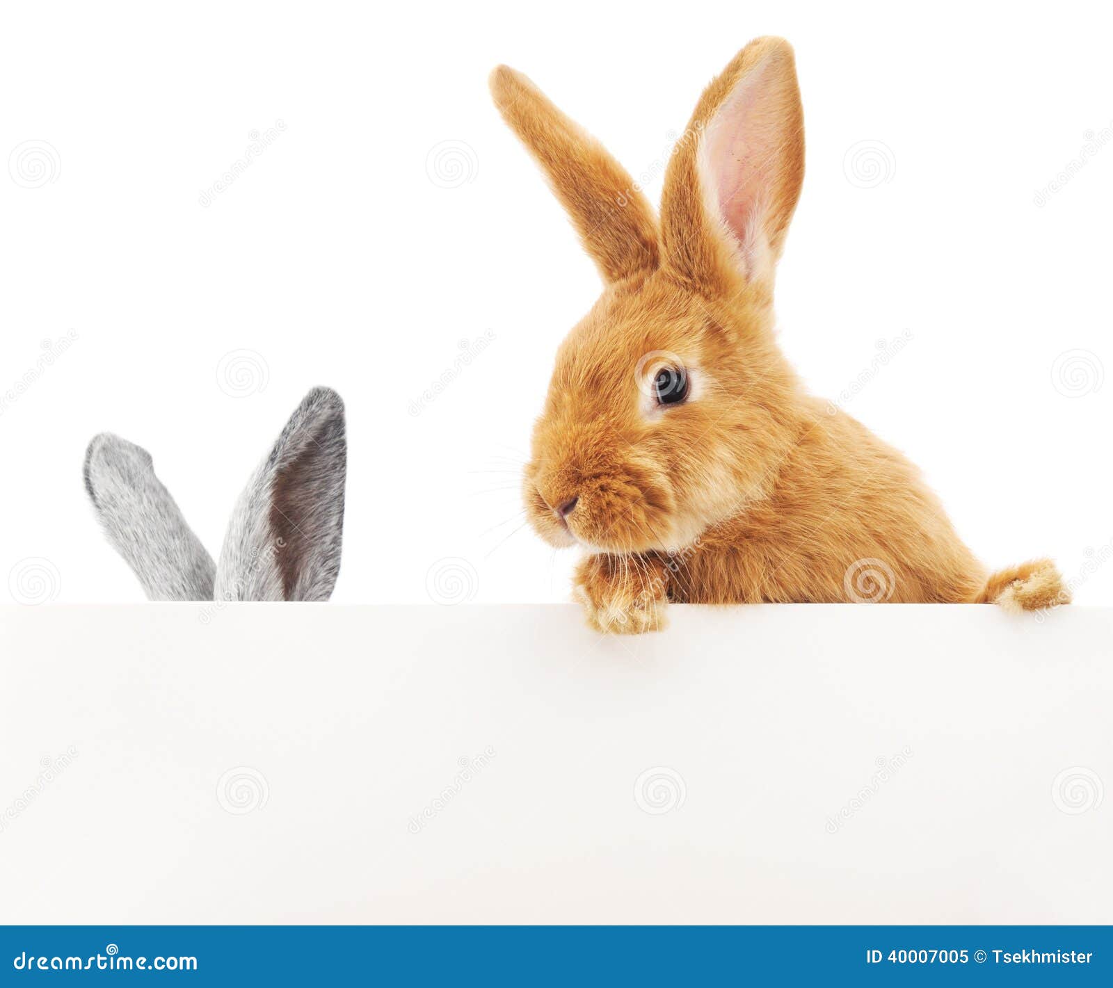 Rabbits with blank stock image. Image of mammal, animals - 40007005