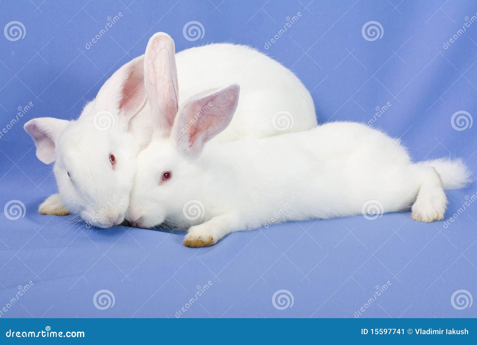 Rabbits On A Blue Background Royalty-Free Stock Photo | CartoonDealer ...