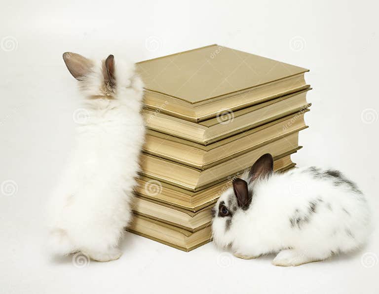 Rabbits with books stock photo. Image of white, humor - 5447072