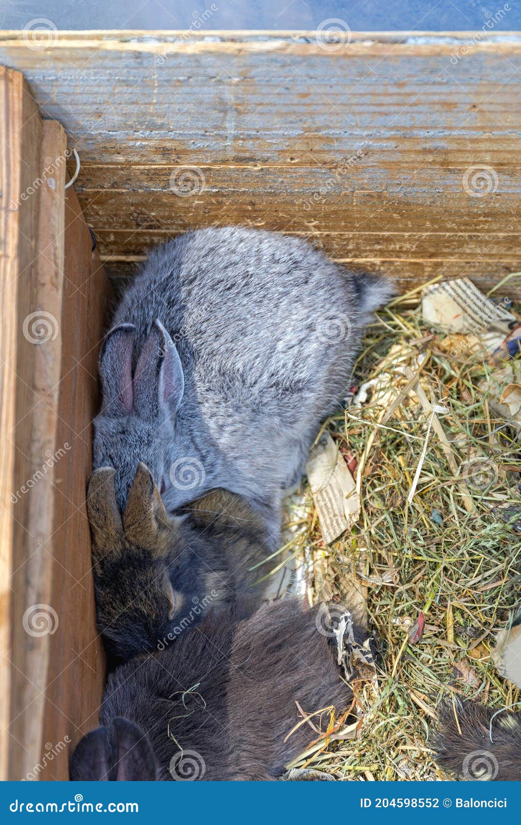 Rabbits in Box stock photo. Image of straw, rabbits - 204598552