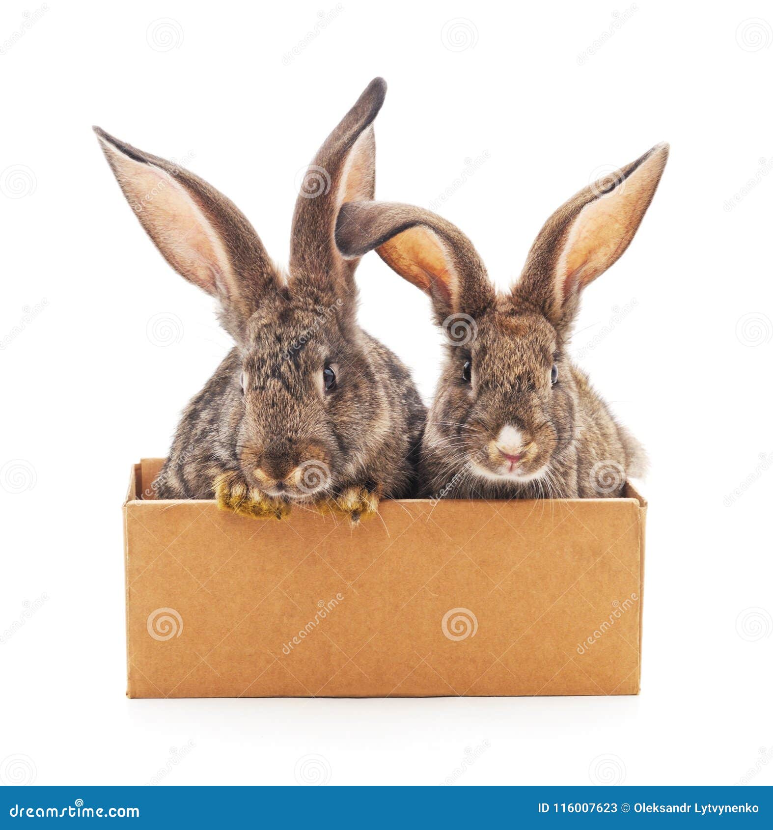 Rabbits in the box. stock image. Image of cardboard - 116007623