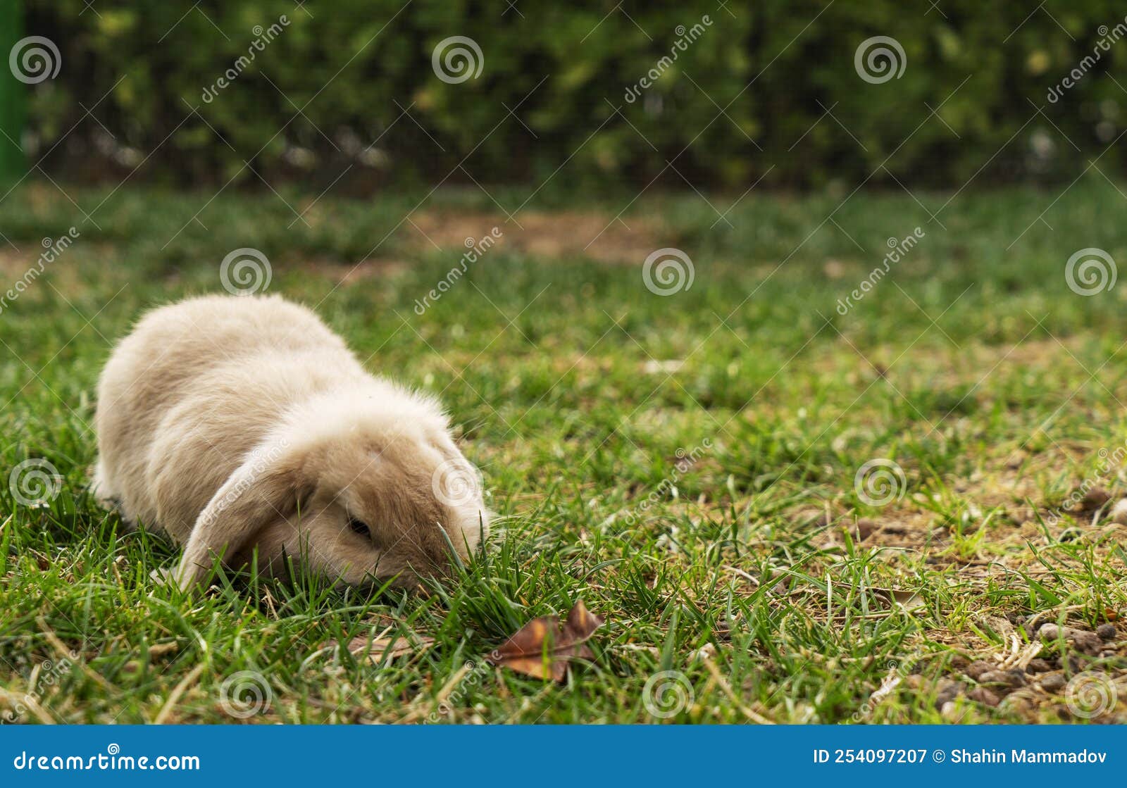 Rabbits Breed Sheep Grazing on a Green Lawn. Stock Image - Image of ...