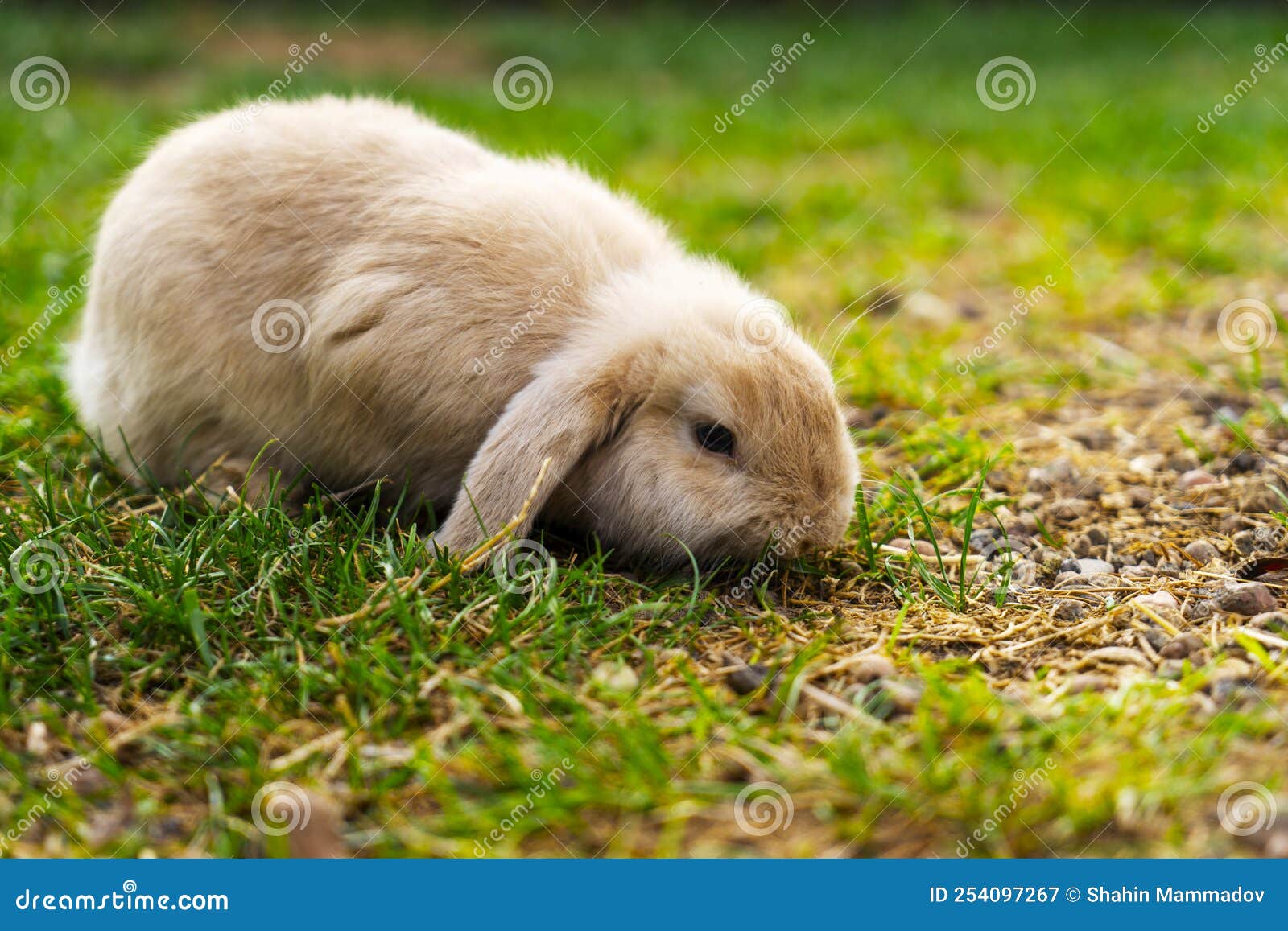 Rabbits Breed Sheep Grazing on a Green Lawn. Stock Image - Image of ...