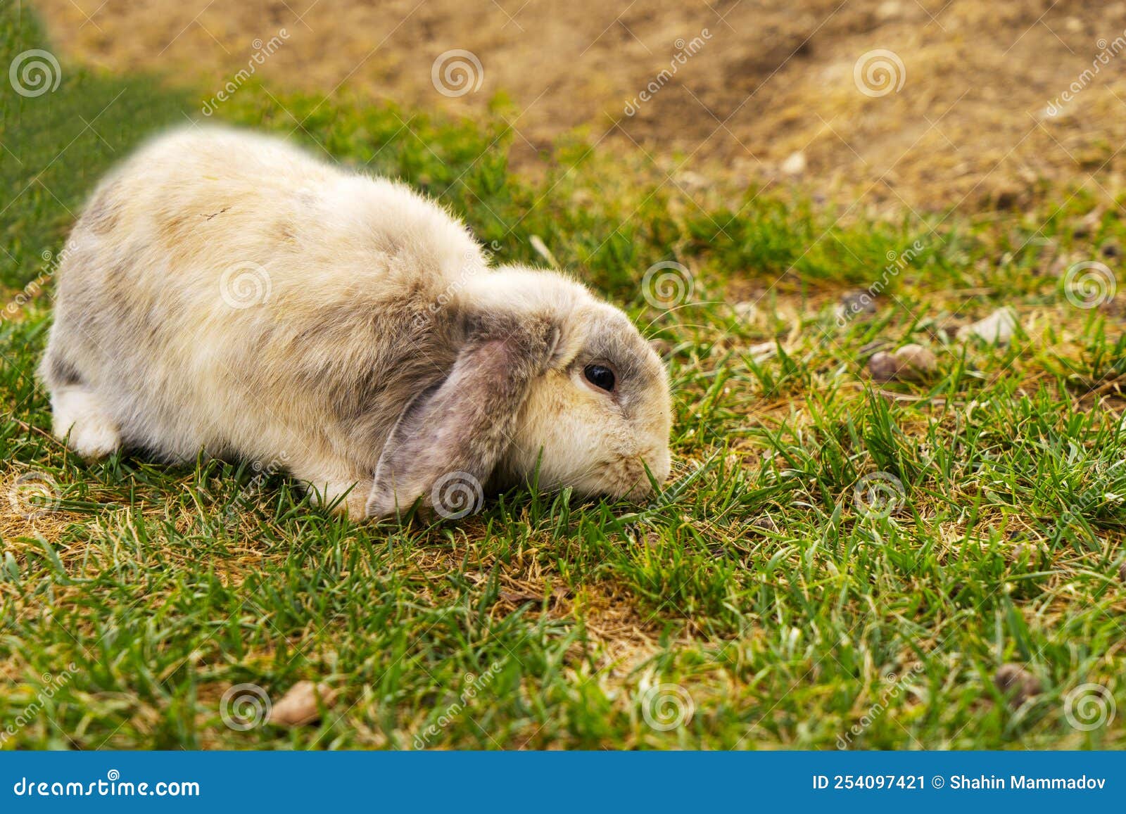 Rabbits Breed Sheep Grazing on a Green Lawn. Stock Image - Image of ...