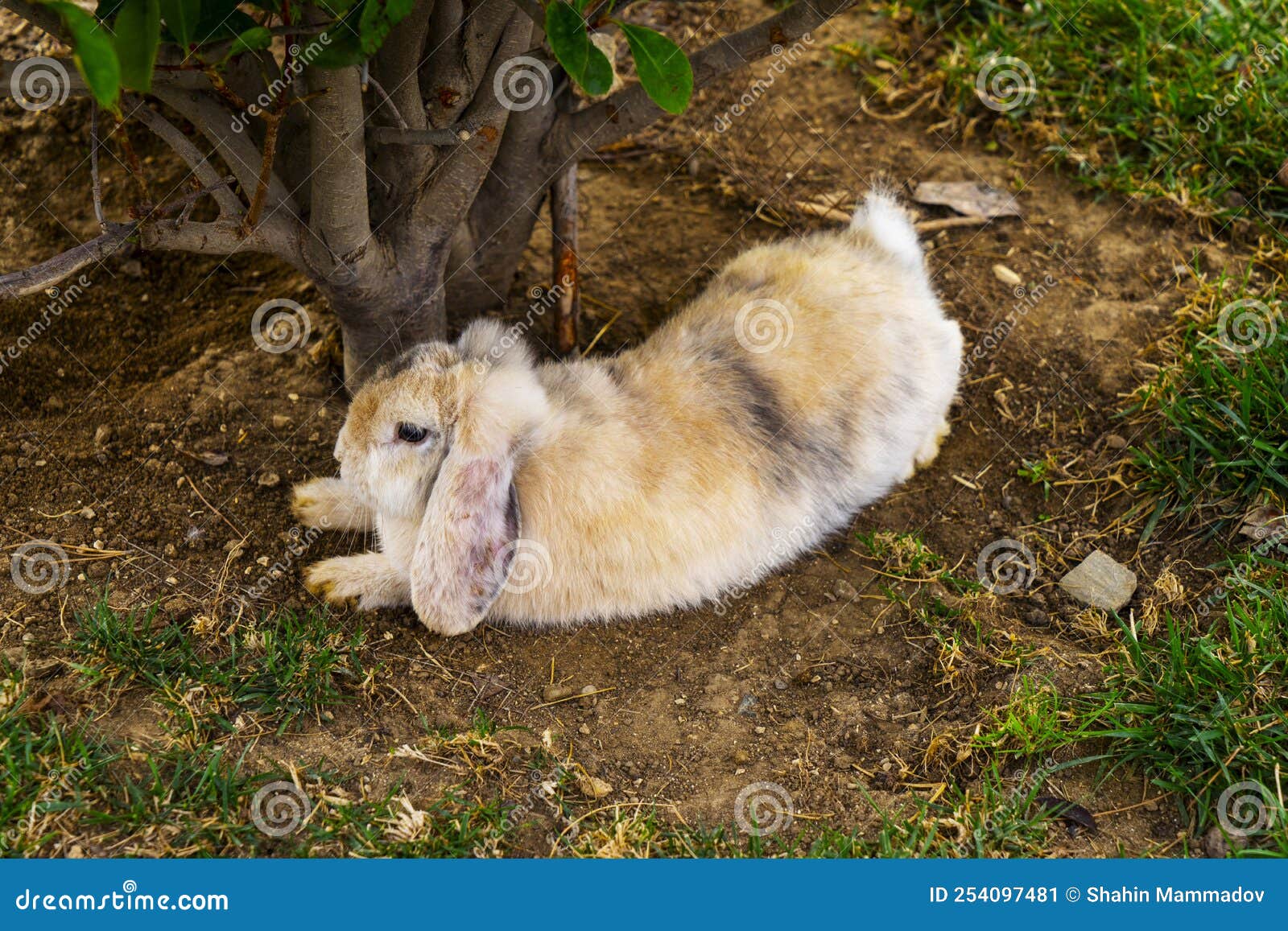 Rabbits Breed Sheep Grazing on a Green Lawn. Stock Image - Image of ...
