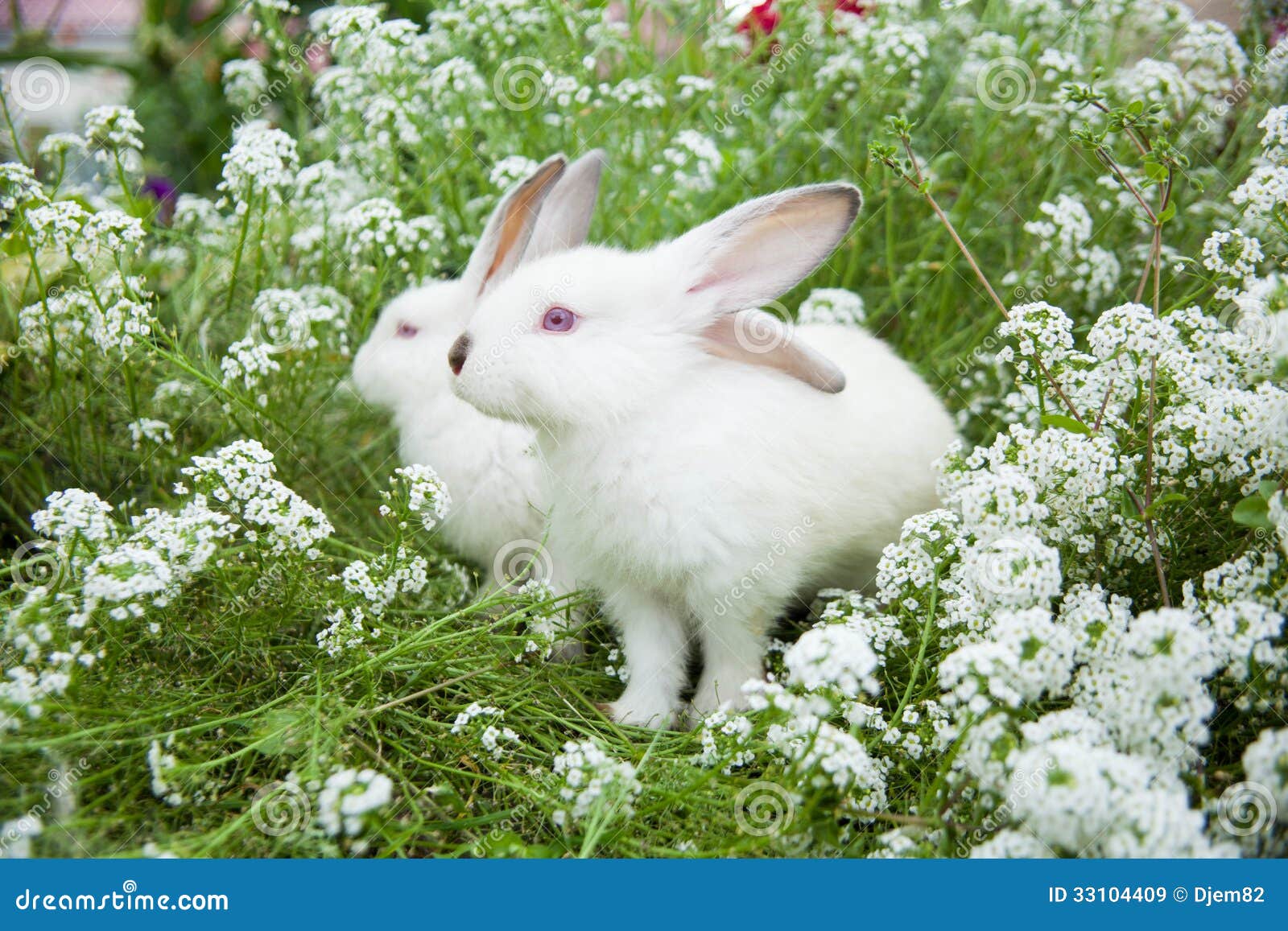 Rabbits Bunny Cute on the Grass Stock Image - Image of animals, fuzzy ...