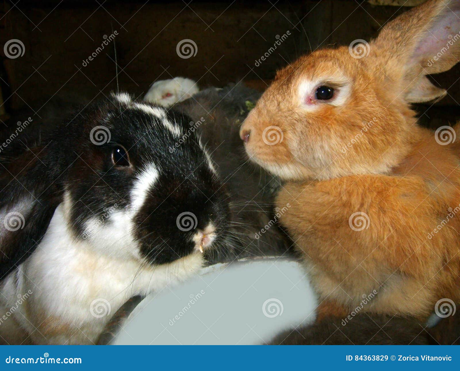 Rabbits - Bunny stock image. Image of jump, white, bunny - 84363829