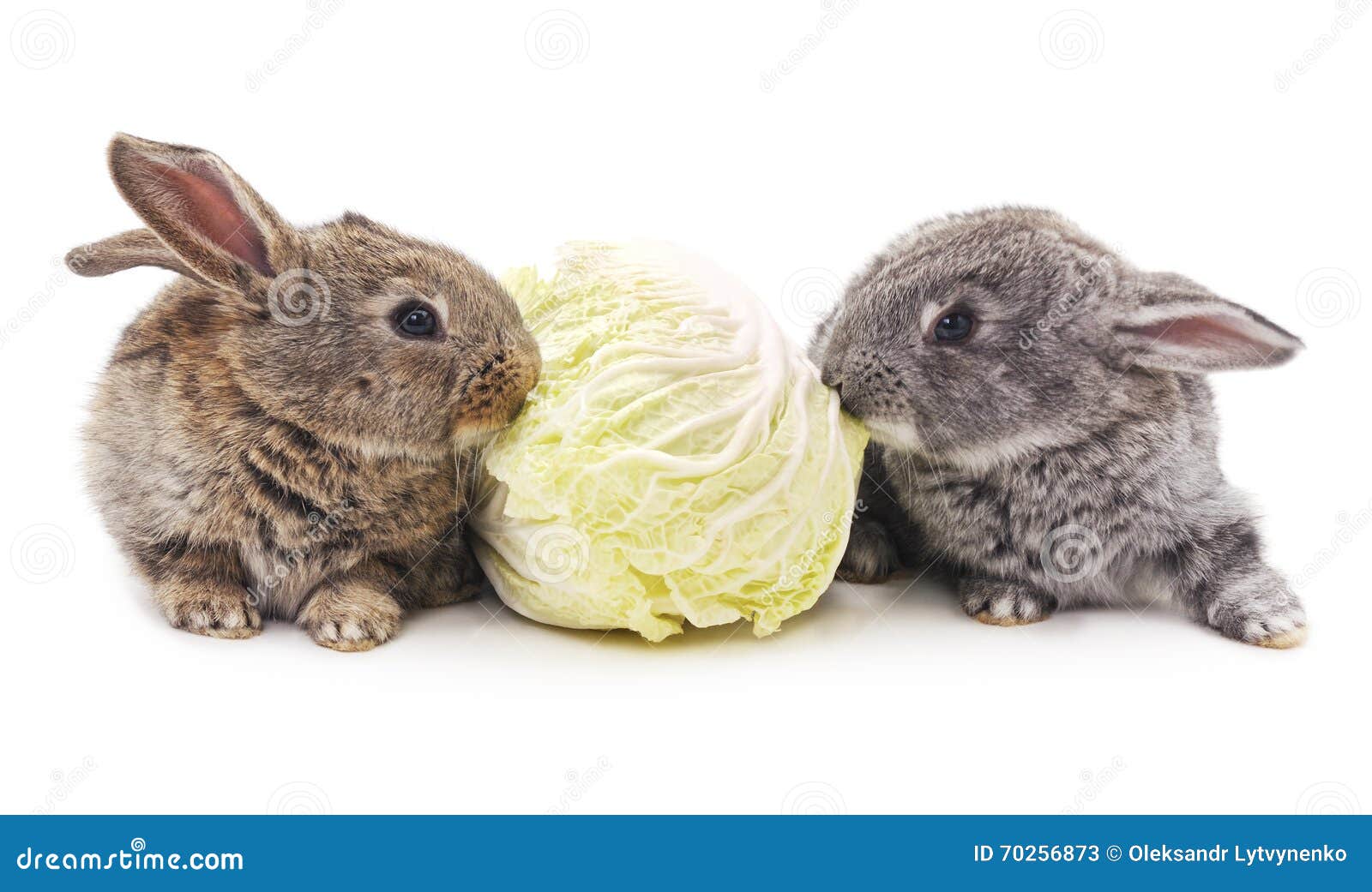 Rabbits and cabbage. stock image. Image of closeup, mammals - 70256873