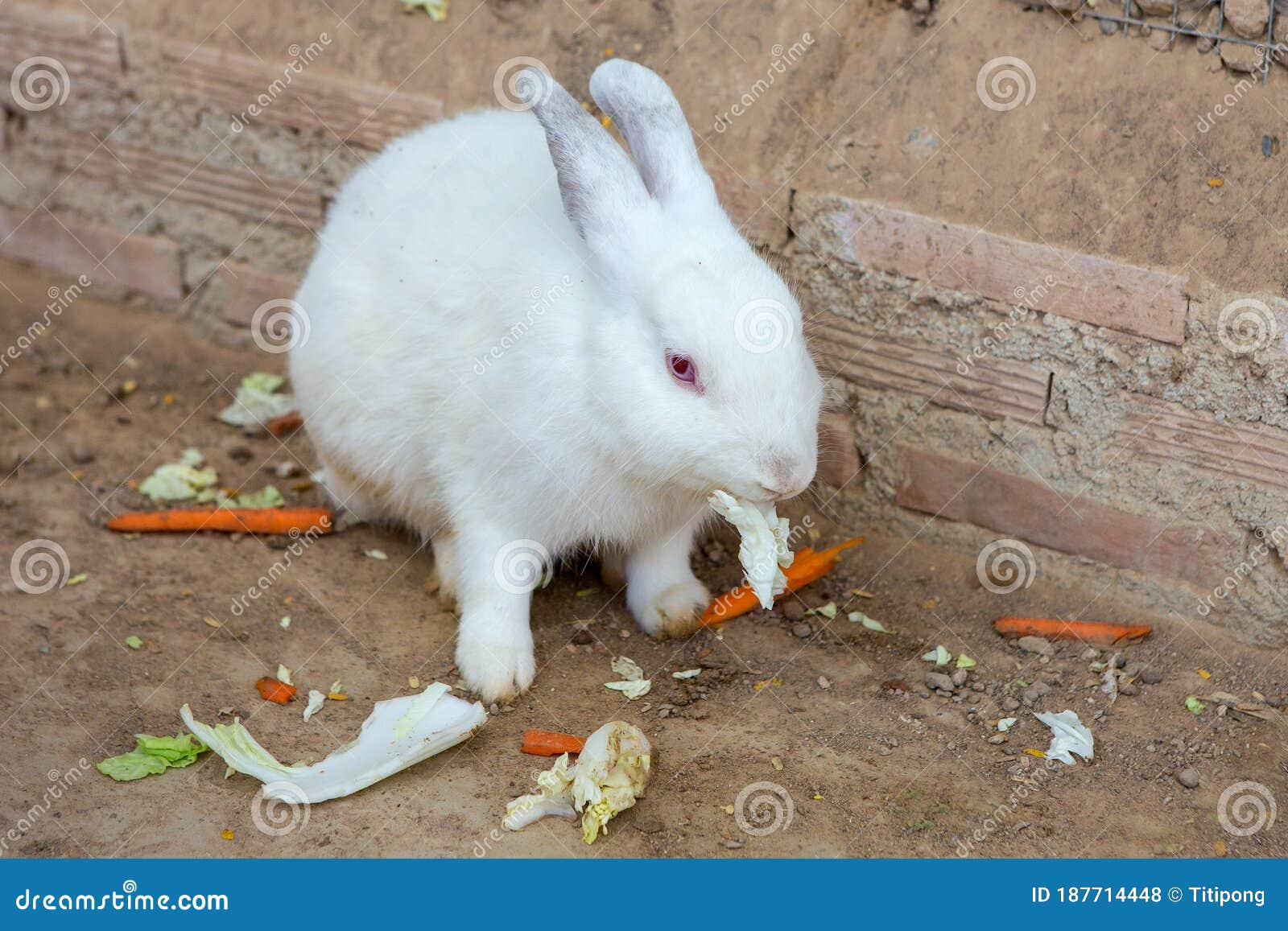 Rabbits in the cage stock photo. Image of beauty, hutch - 187714448