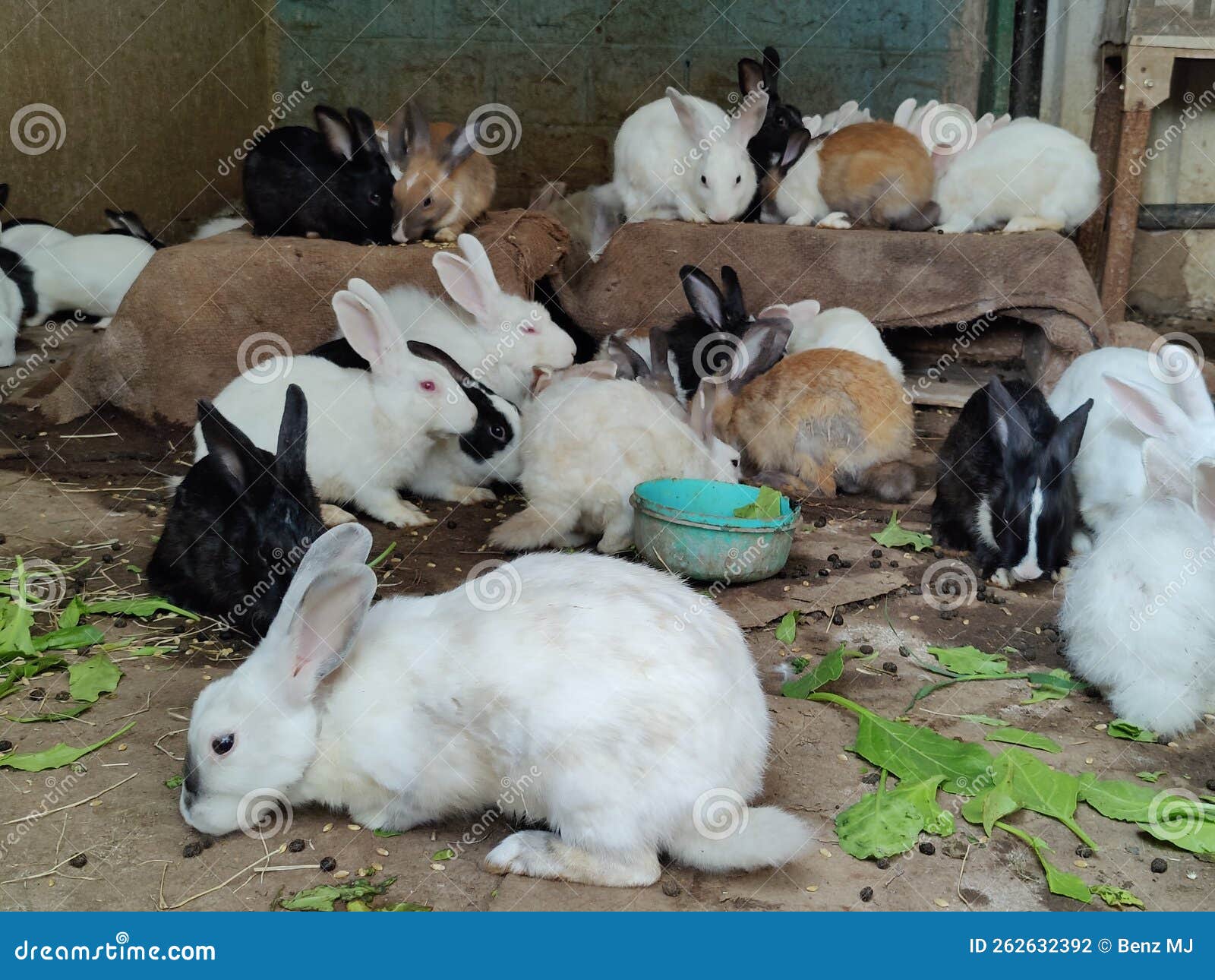 Rabbits in the cage stock photo. Image of cage, waterbird - 262632392