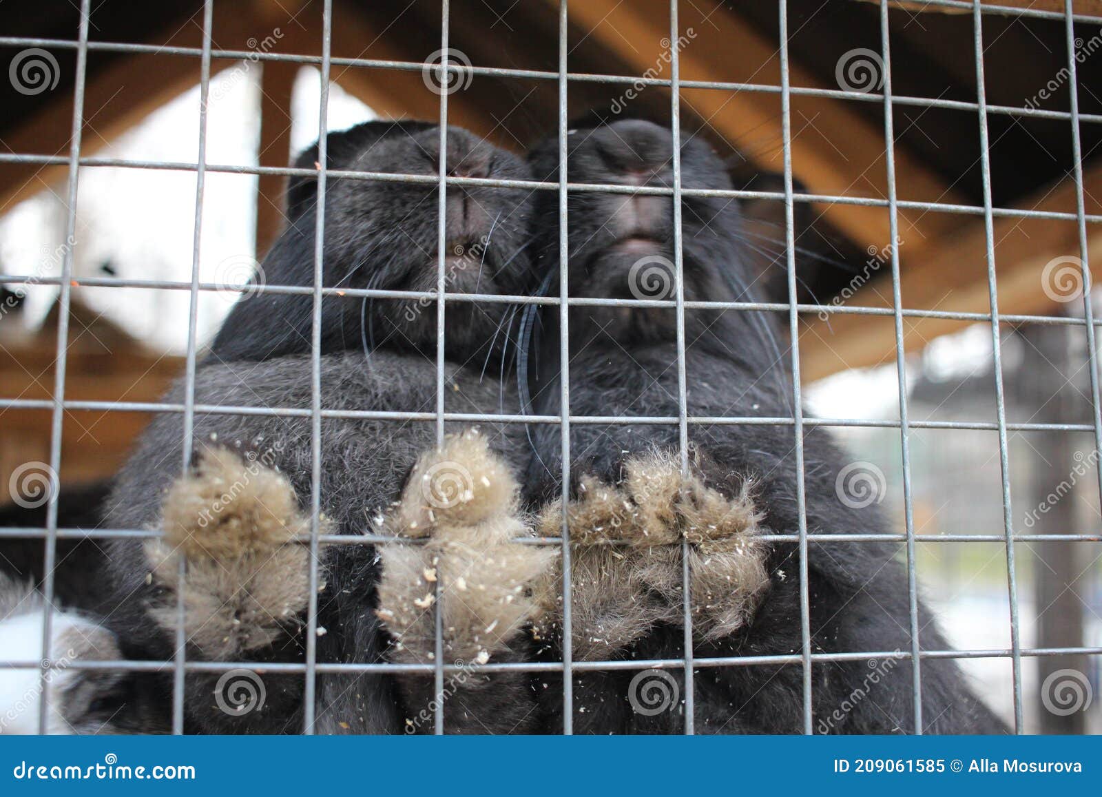 Furry Paws Of Feral Tabby Cat, Closeup Stock Image | CartoonDealer.com ...