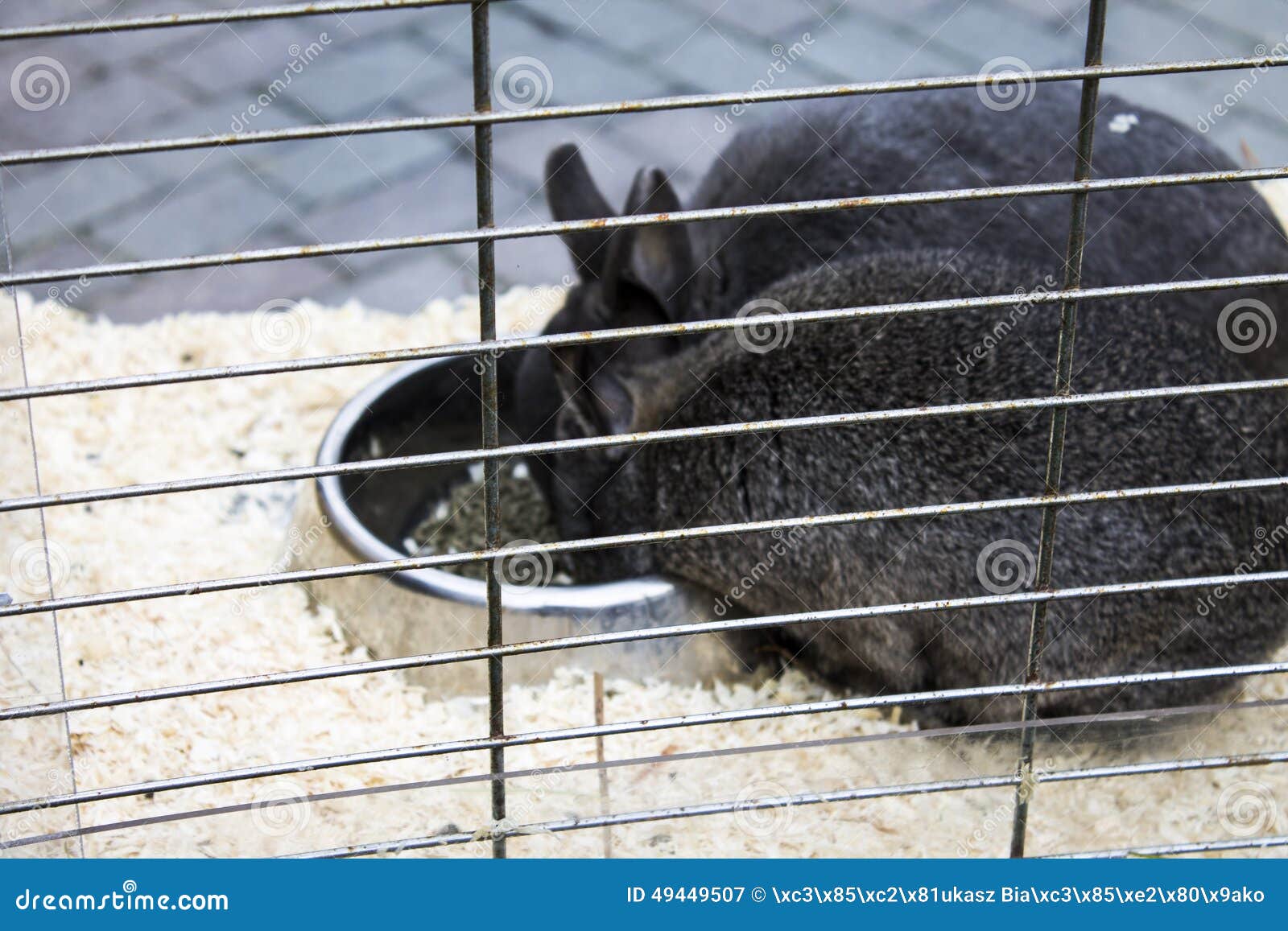 Rabbits in a cage stock image. Image of farming, rabbit - 49449507