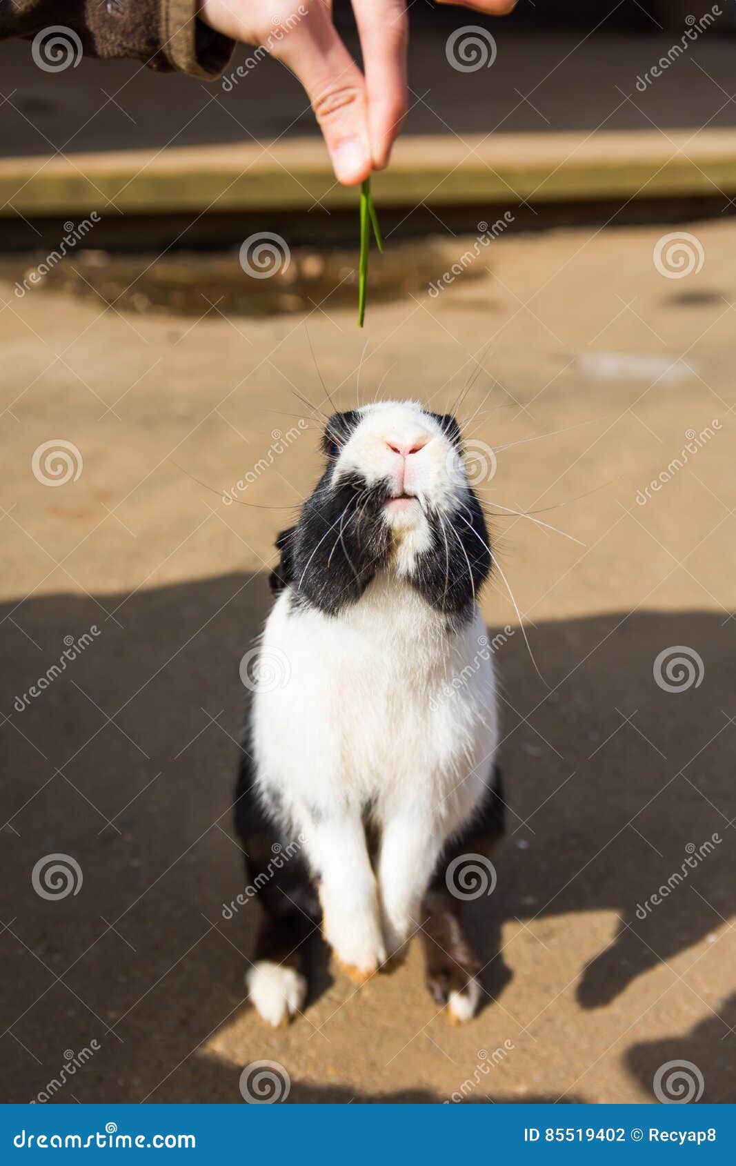 Rabbits stock photo. Image of feed, looking, hair, grass - 85519402