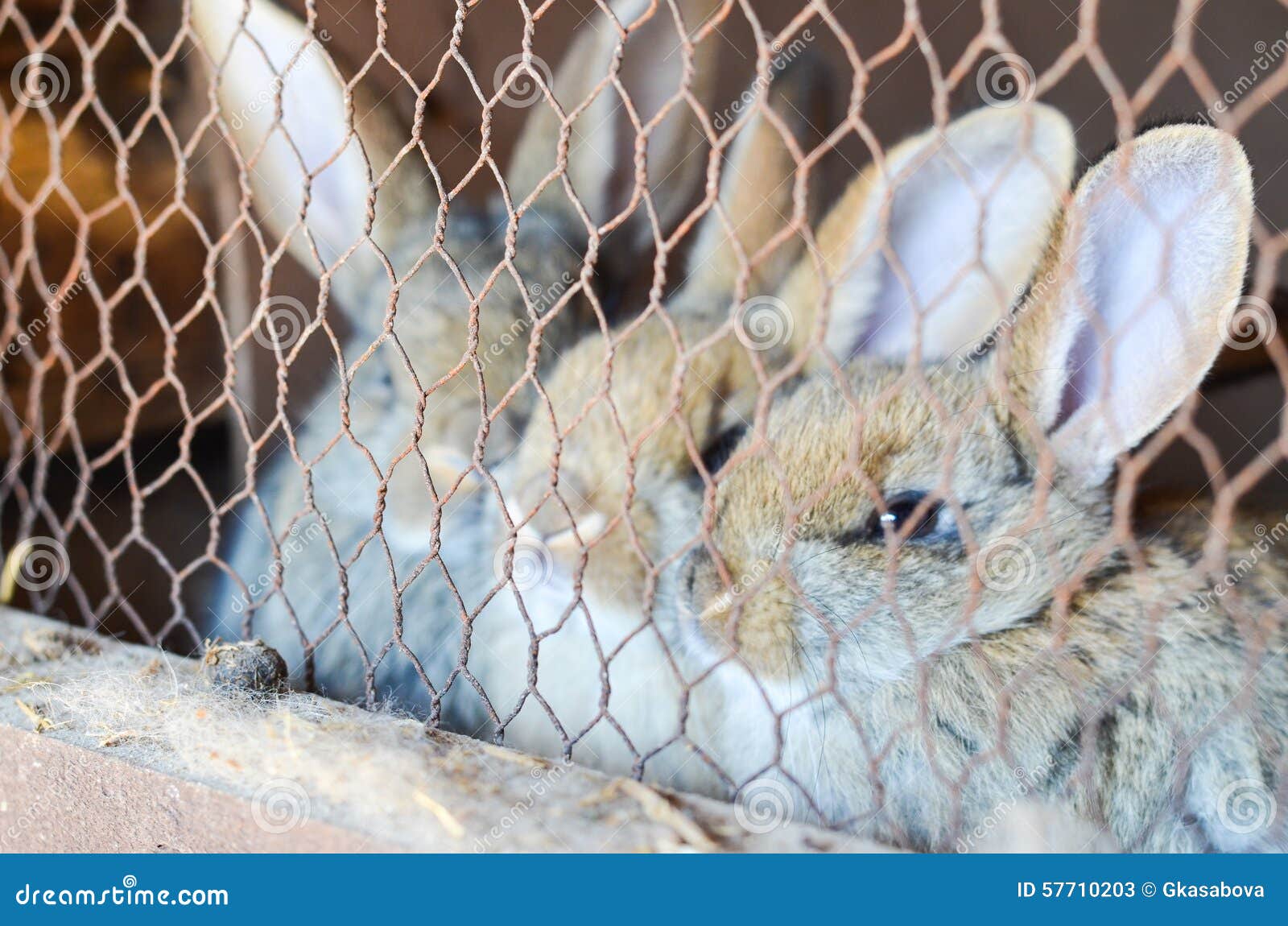 Rabbits in a cage stock image. Image of adult, beauty - 57710203